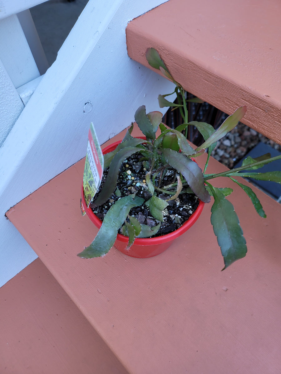 Rhipsalis ramulosa Red Coral – The Succulent Garden