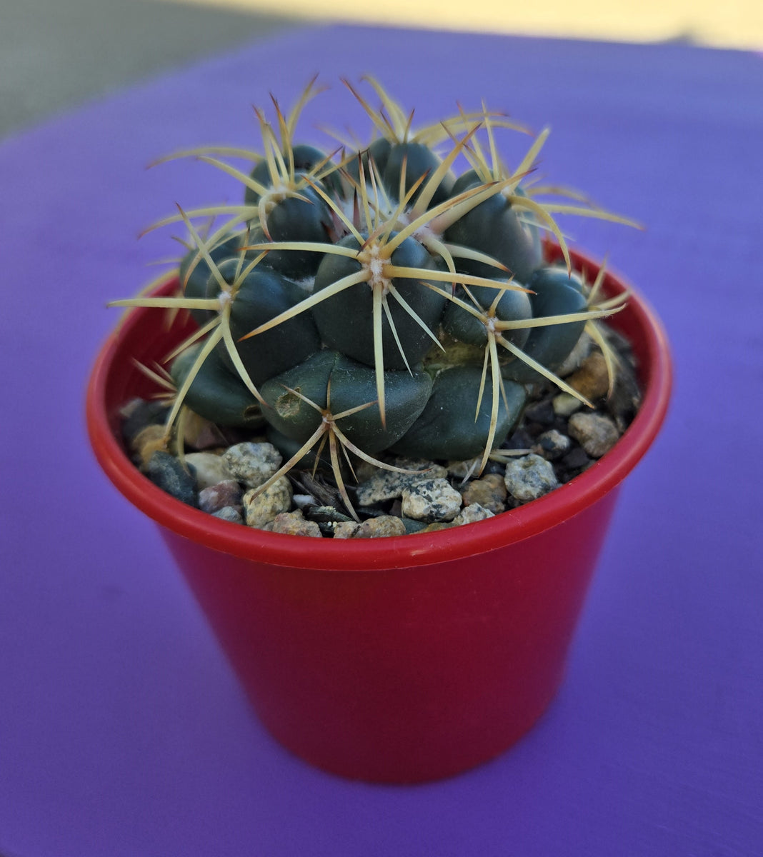 Coryphantha elephantidens "Elephant Tooth Cactus" – The Succulent Garden