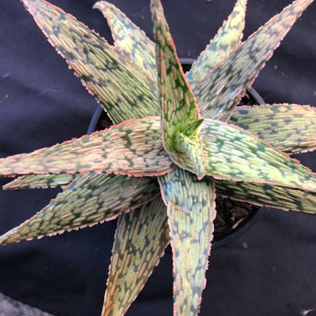 The Succulent Garden :: Aloe 'Pink Blush'