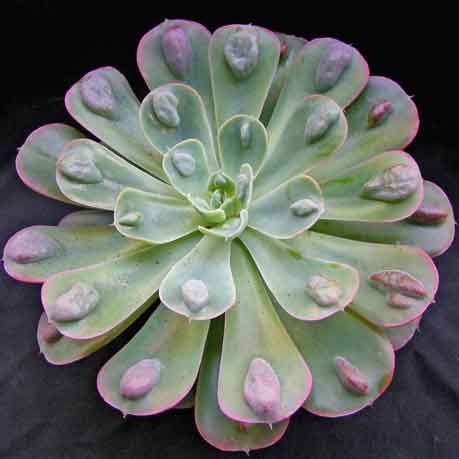 The Succulent Garden :: Echeveria 'Raindrops'