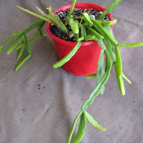 The Succulent Garden :: Rhipsalis micrantha