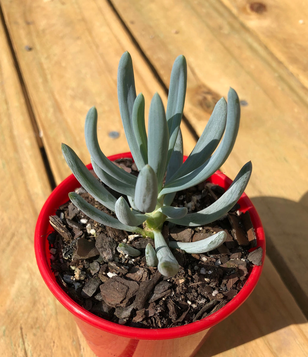 Senecio serpens Blue Chalk Sticks Dwarf – The Succulent Garden