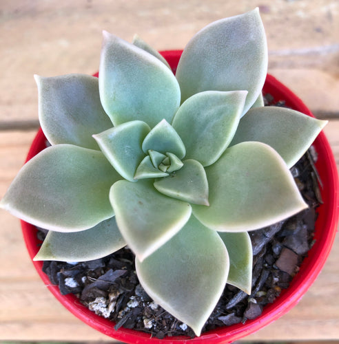 Products – Page 6 – The Succulent Garden