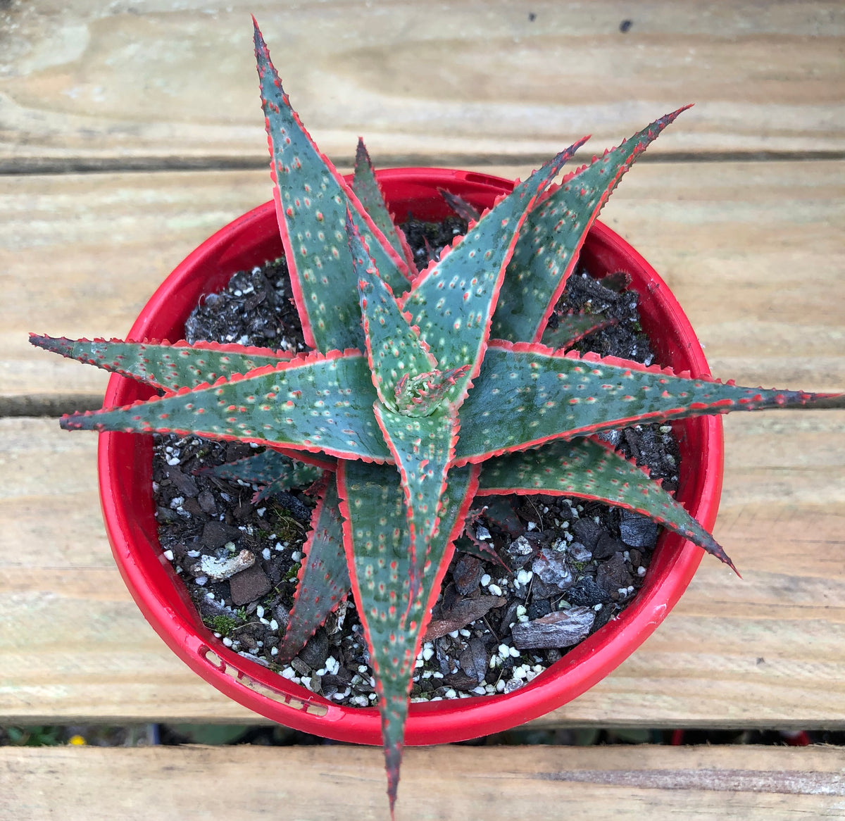 Aloe Christmas Carol – The Succulent Garden