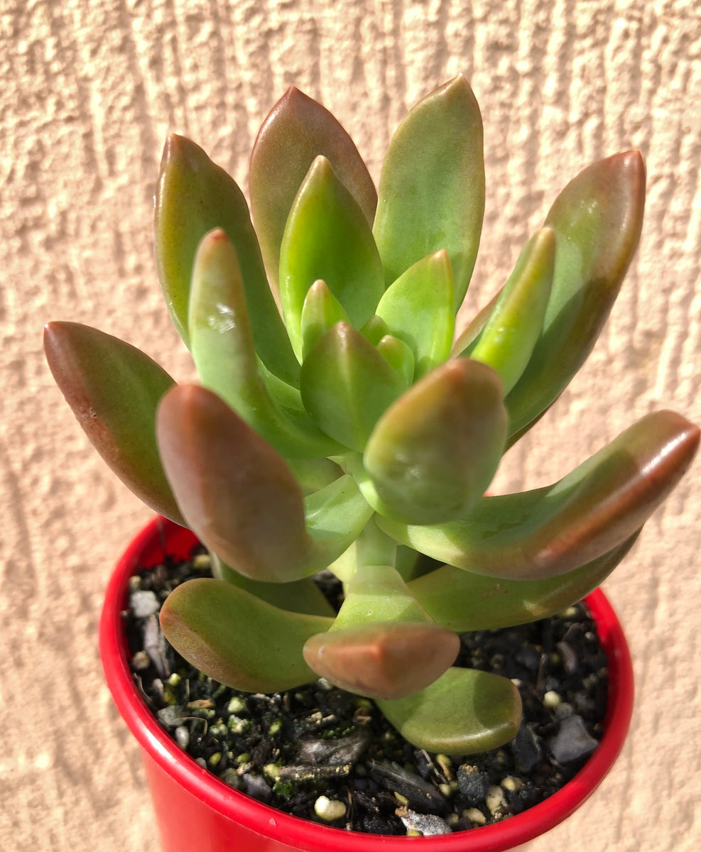 Sedum jester – The Succulent Garden