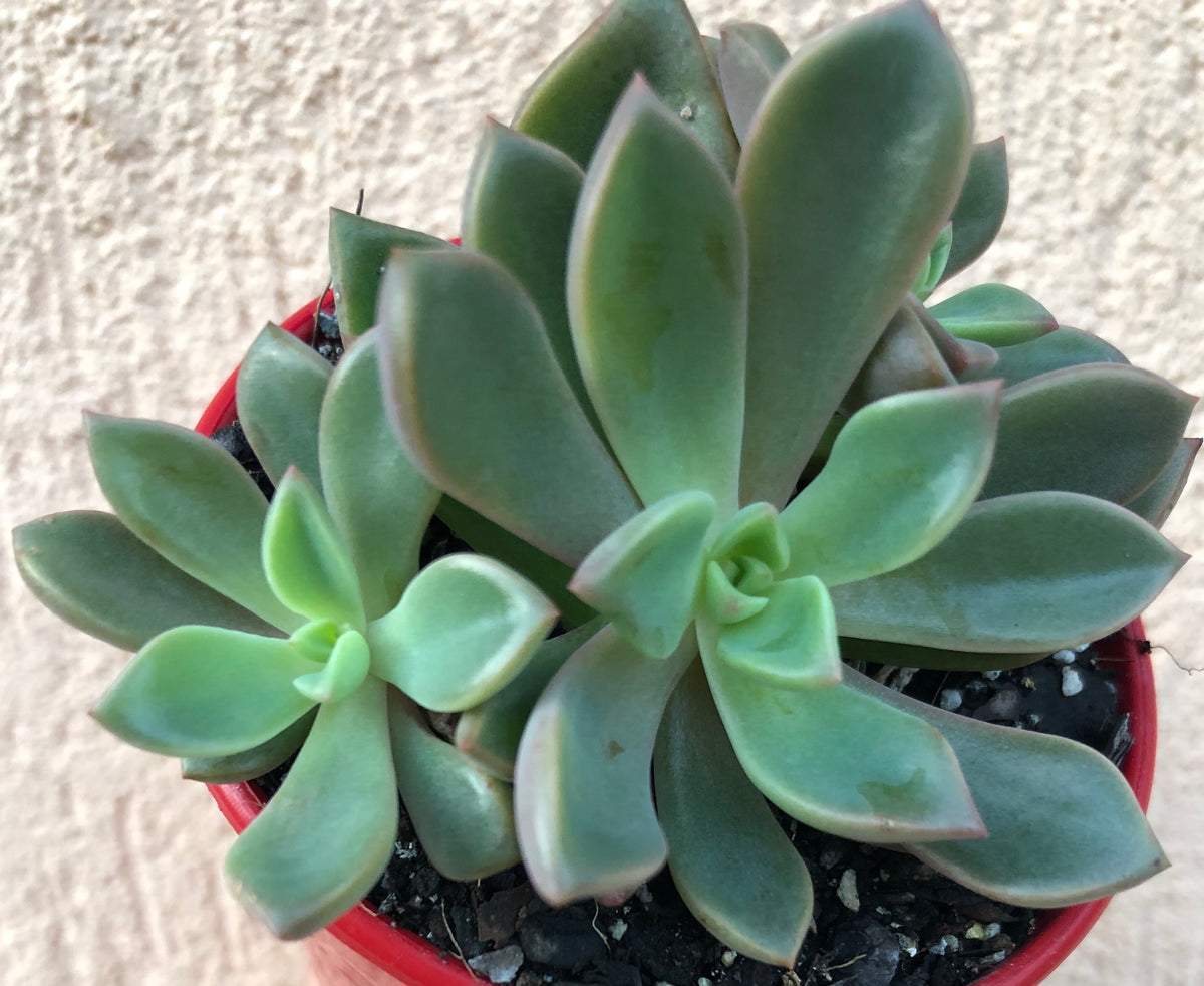 Graptoveria cygnus – The Succulent Garden