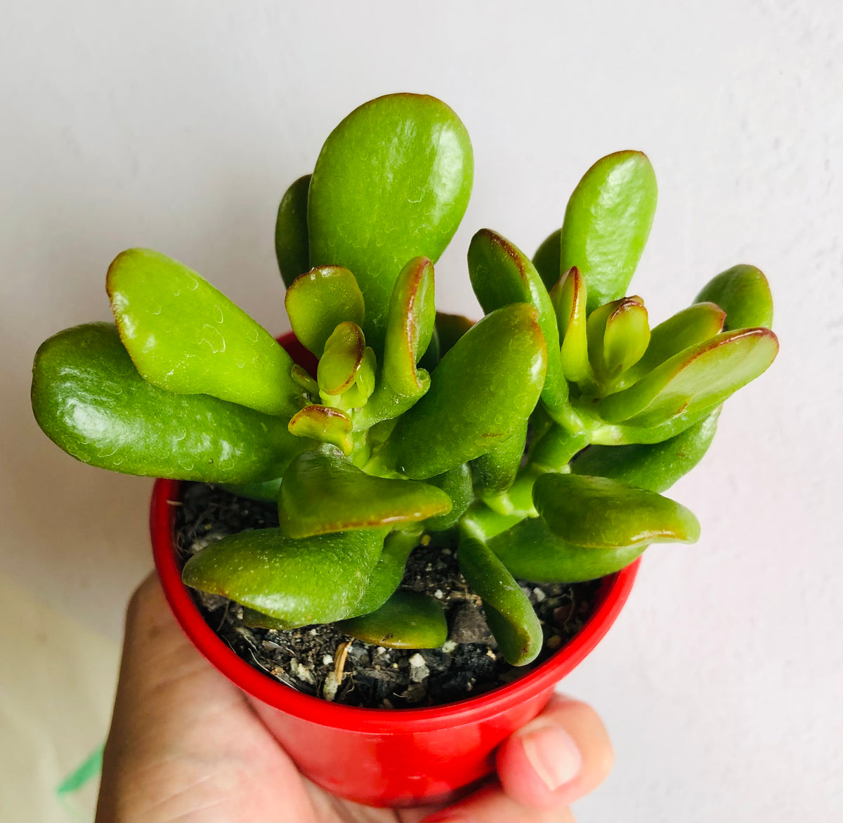 Crassula ovata Hobbit – The Succulent Garden