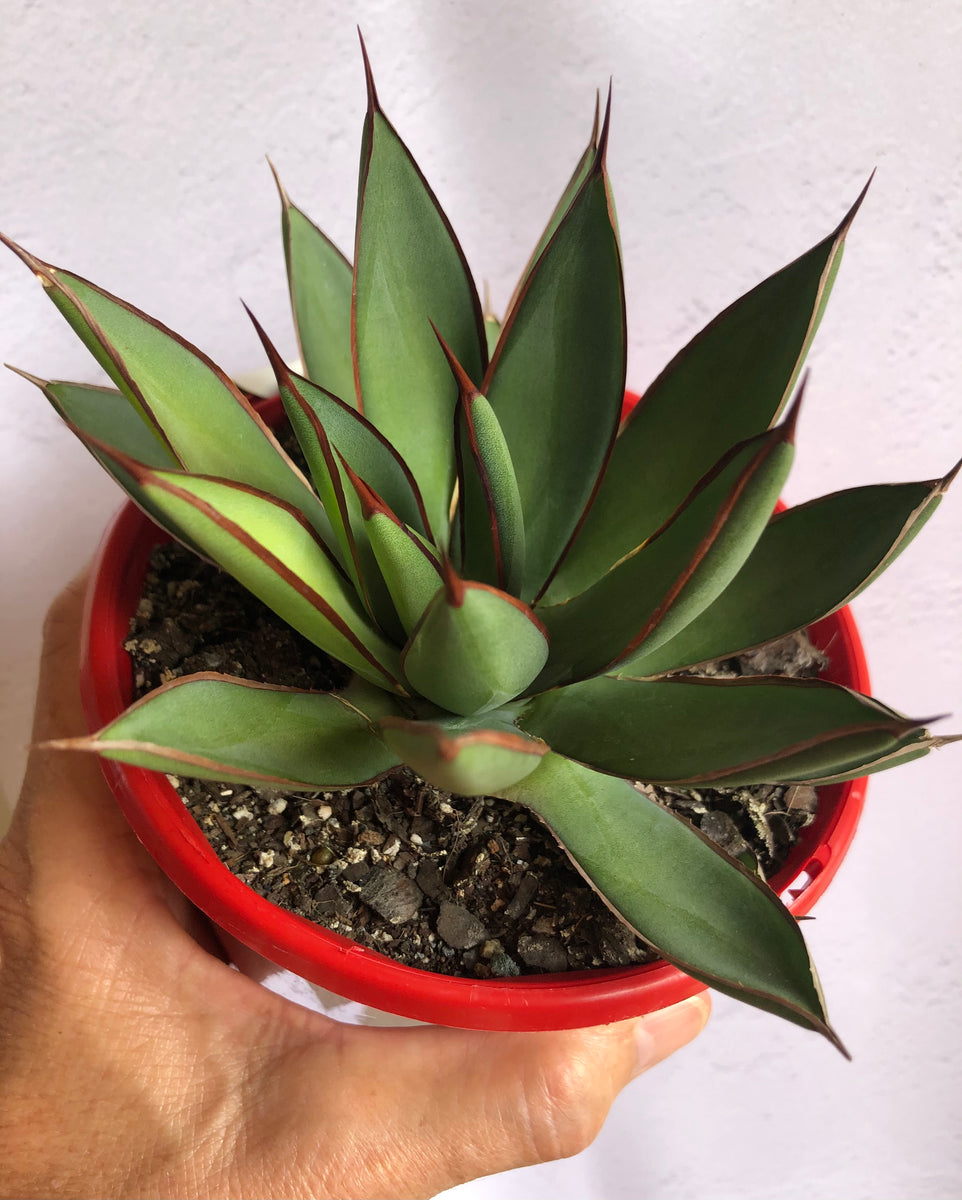 Agave burnt burgundy – The Succulent Garden