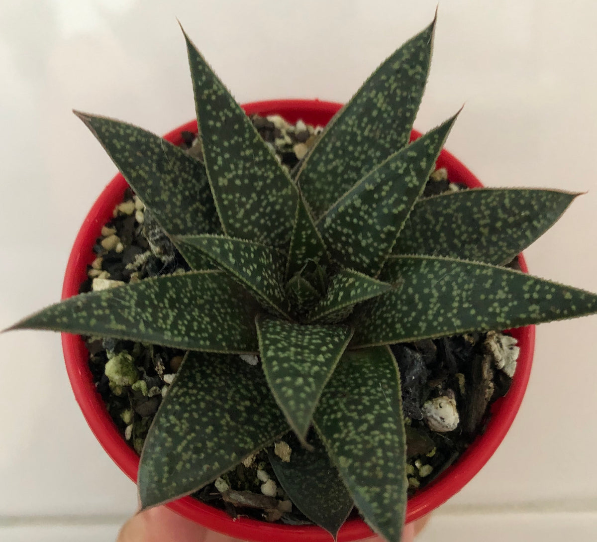 Gasteraloe Flow – The Succulent Garden