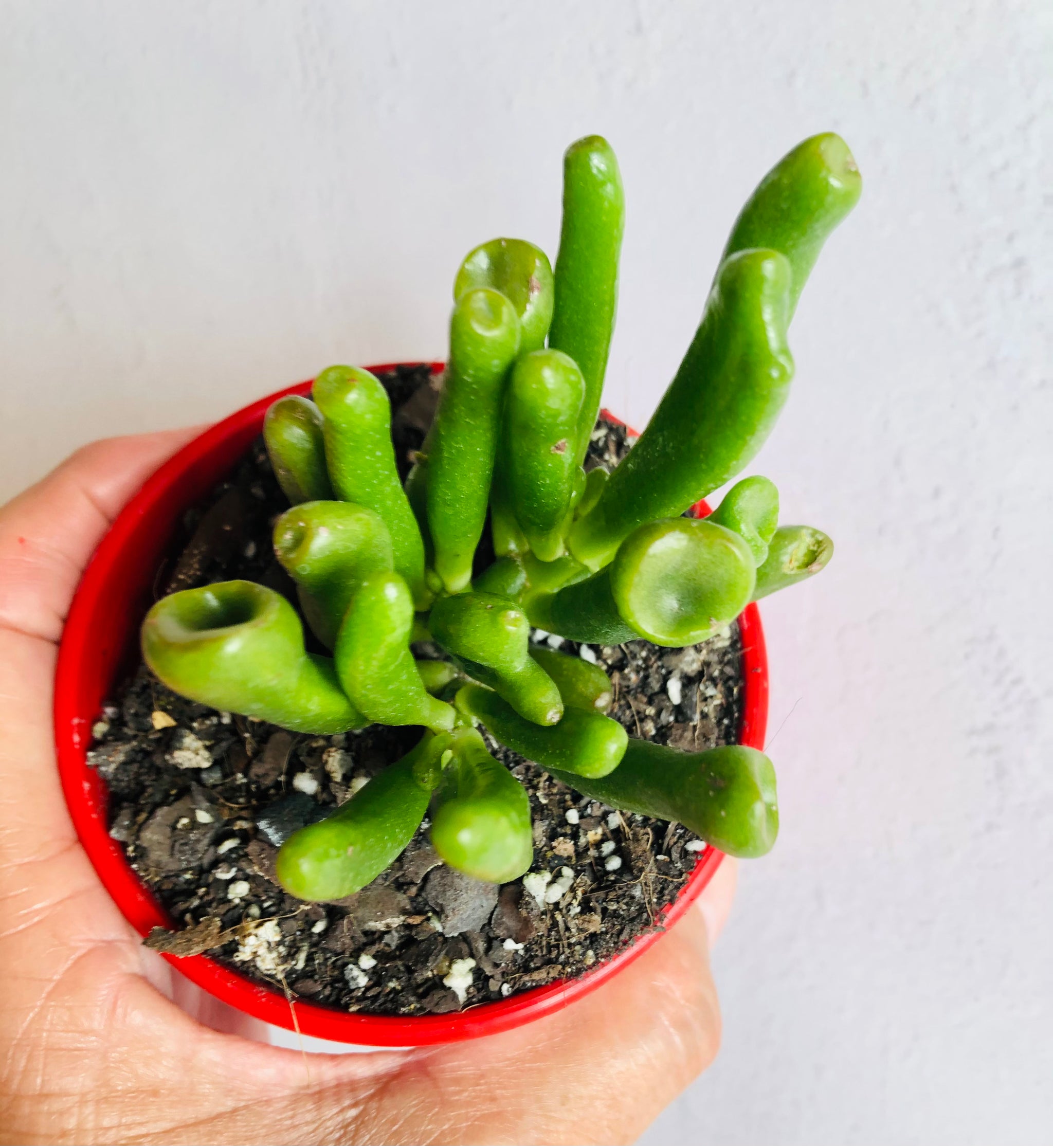 The Succulent Garden :: Crassula ovata 'Gollum'