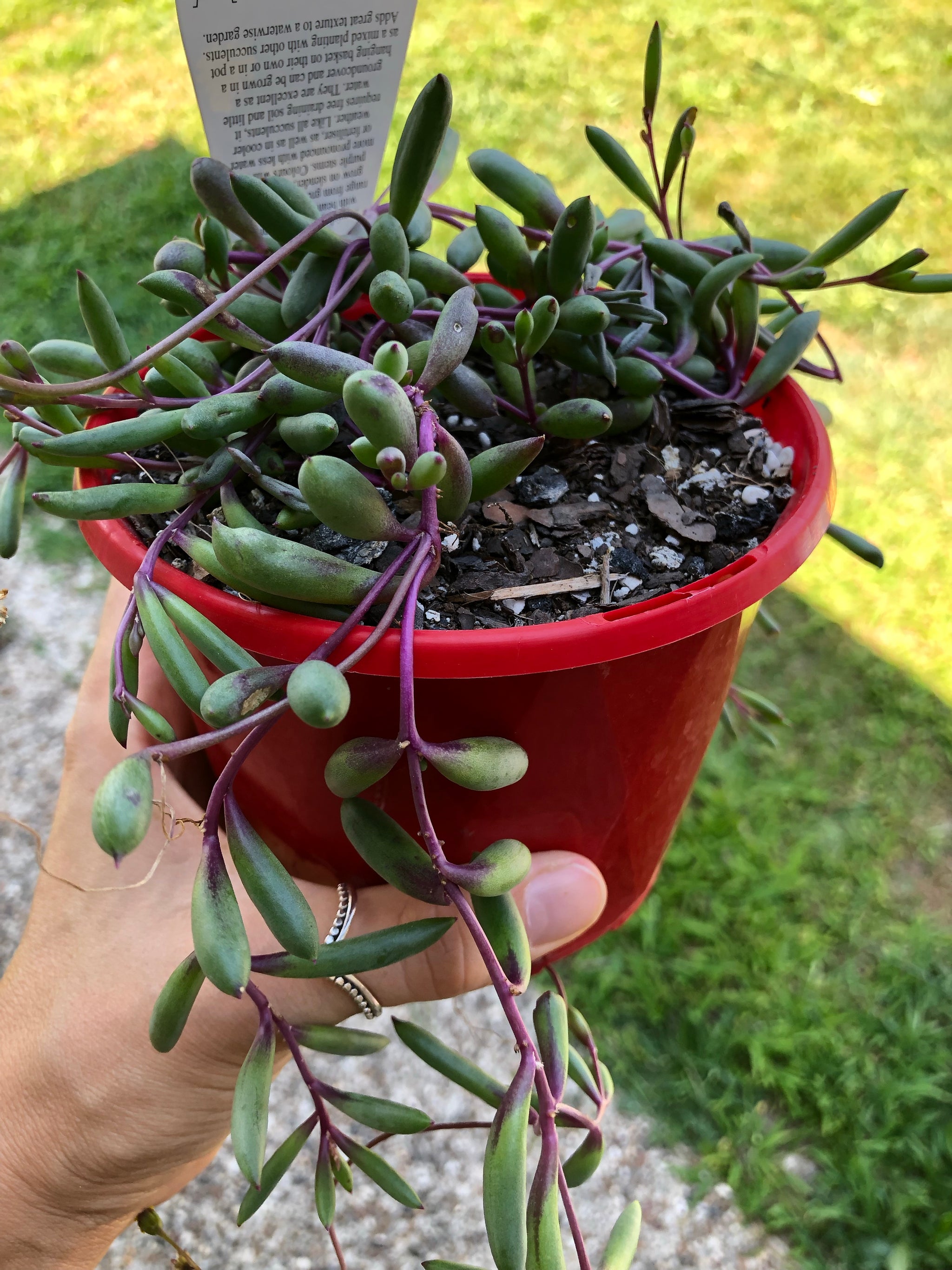 The Succulent Garden :: Othonna 'Ruby Necklace'