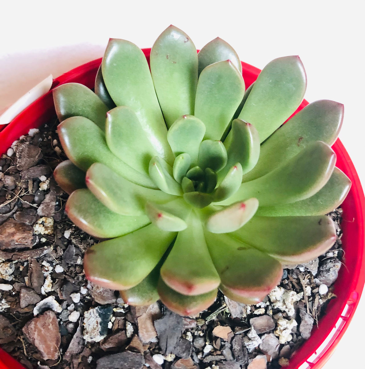 Graptoveria Pink Ruby – The Succulent Garden