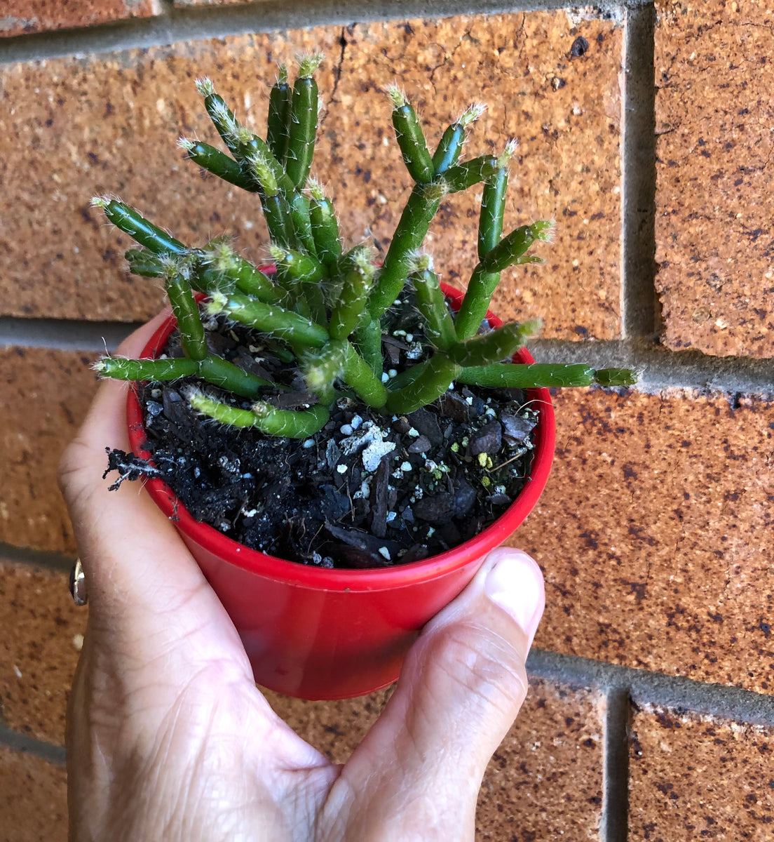 Rhipsalis red coral – The Succulent Garden