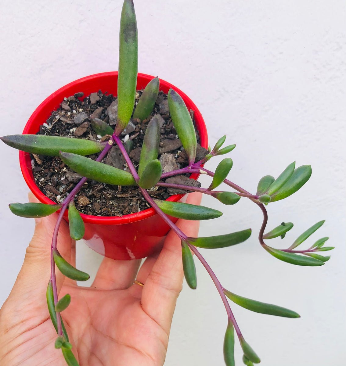 The Succulent Garden :: Othonna 'Ruby Necklace'