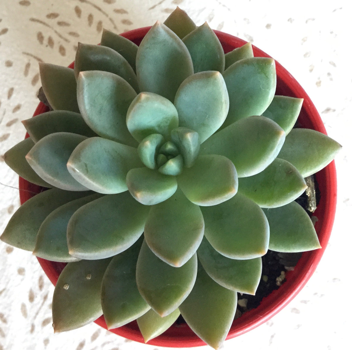 Graptoveria repeco – The Succulent Garden