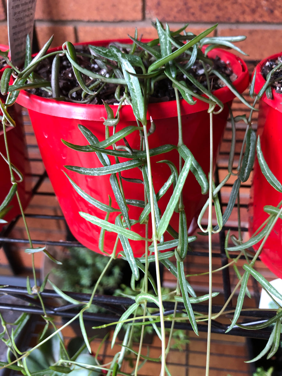 Ceropegia linearis String of needles – The Succulent Garden