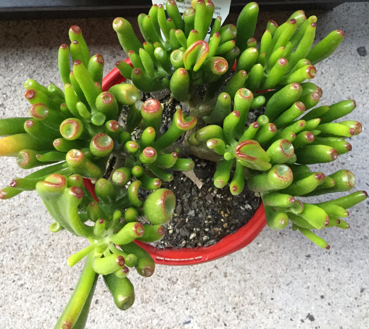 The Succulent Garden :: Crassula ovata 'Gollum'