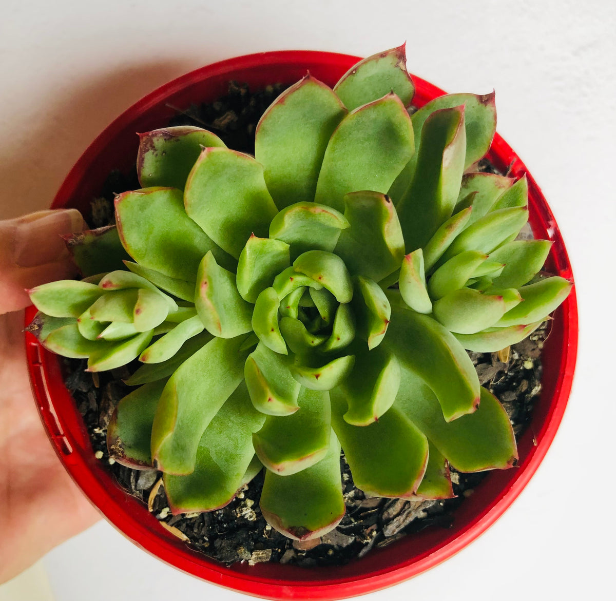 Echeveria Polgara – The Succulent Garden